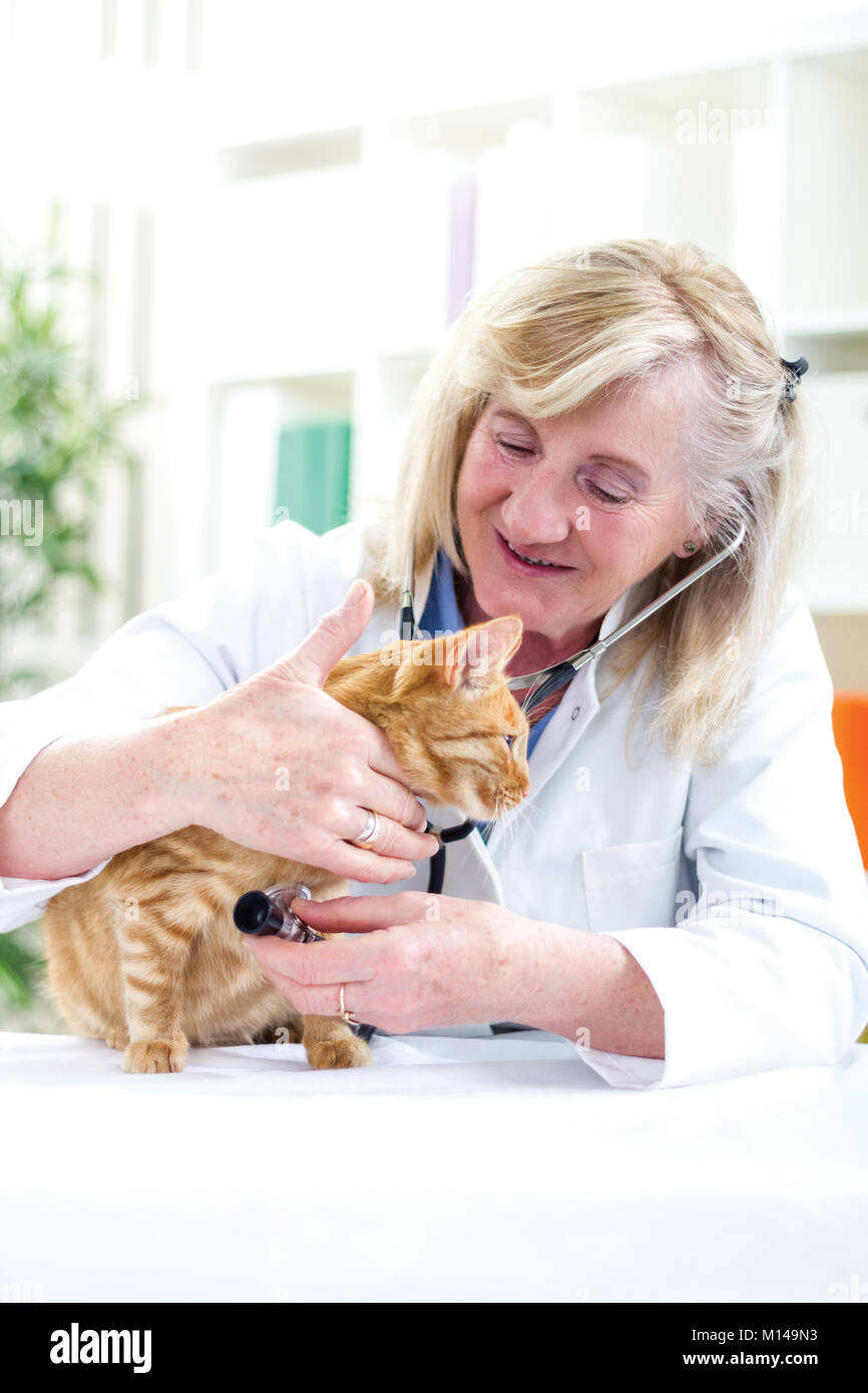 senior vet inspection a little cat with a stethoscope Stock Photo - Alamy
