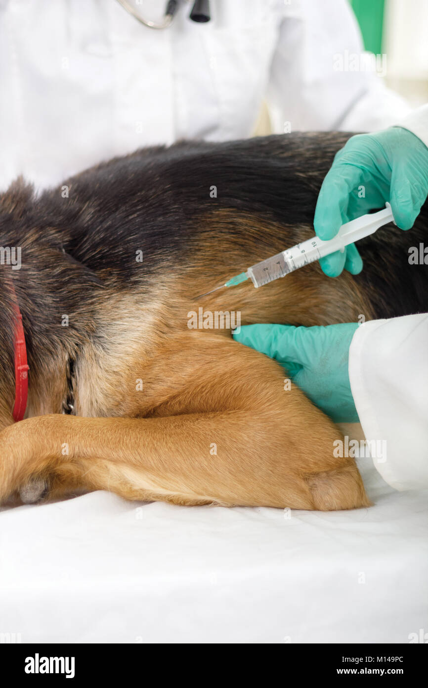 Doctor giving injection to dog hi-res stock photography and images - Alamy