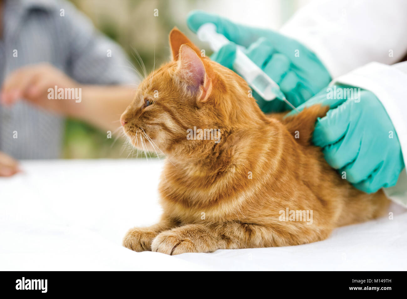 veterinary giving the vaccine to the cat Stock Photo - Alamy