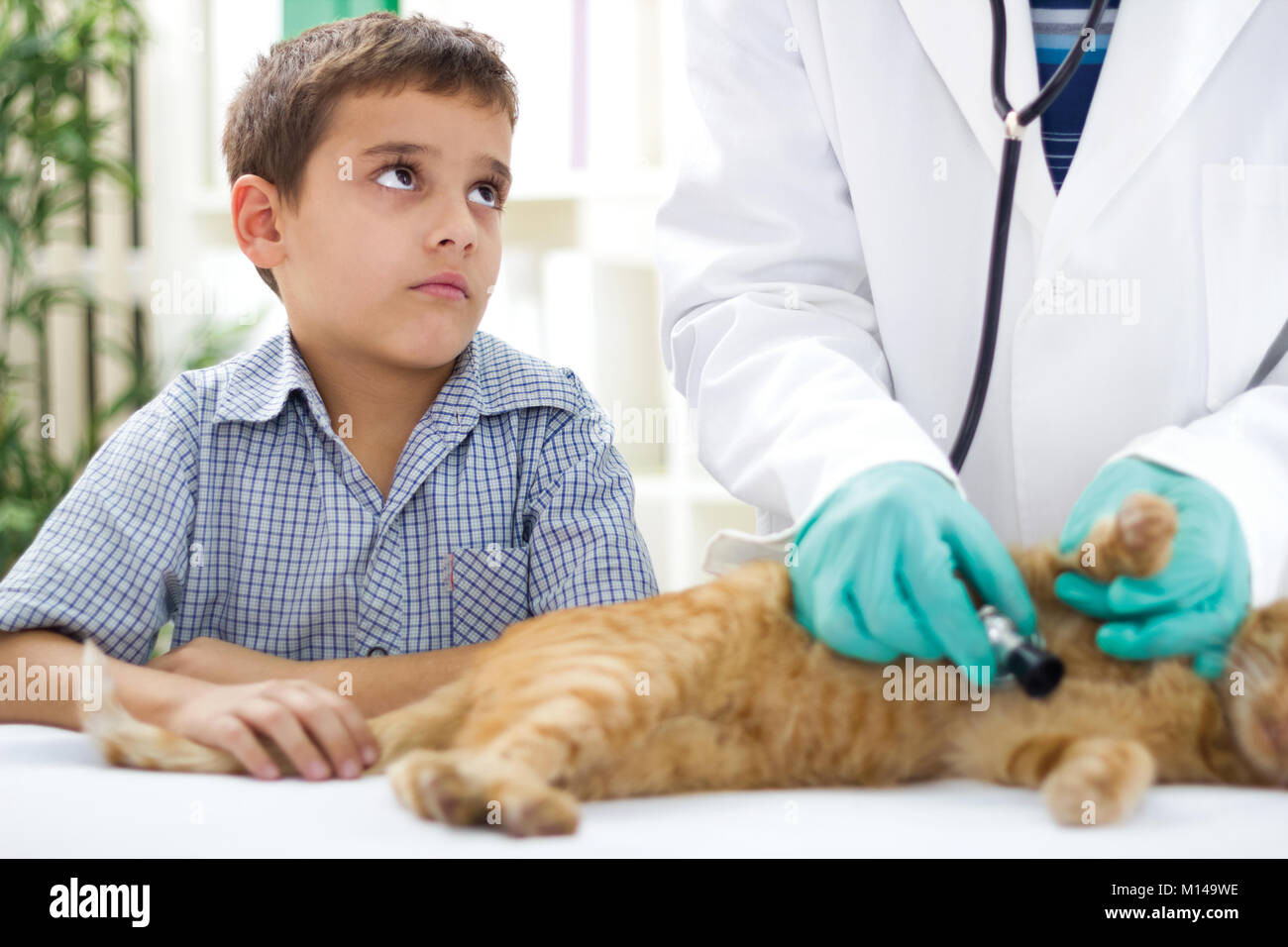 Veterinary clinic child hi-res stock photography and images - Alamy