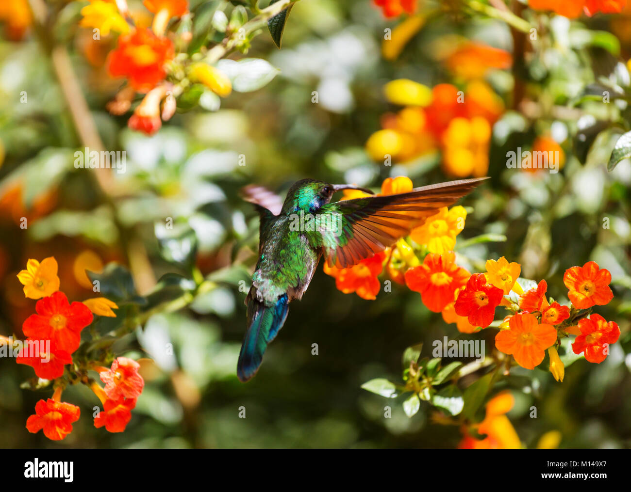 Colorful Hummingbird in Costa Rica, Central America Stock Photo - Alamy