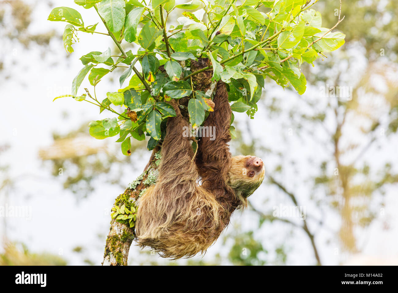The sloth on the tree in Costa Rica, Central America Stock Photo - Alamy