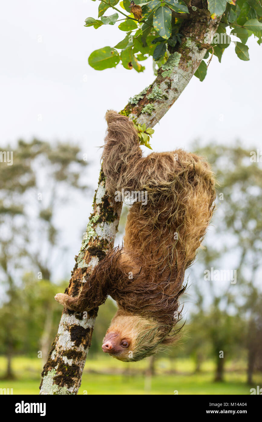 The sloth on the tree in Costa Rica, Central America Stock Photo - Alamy