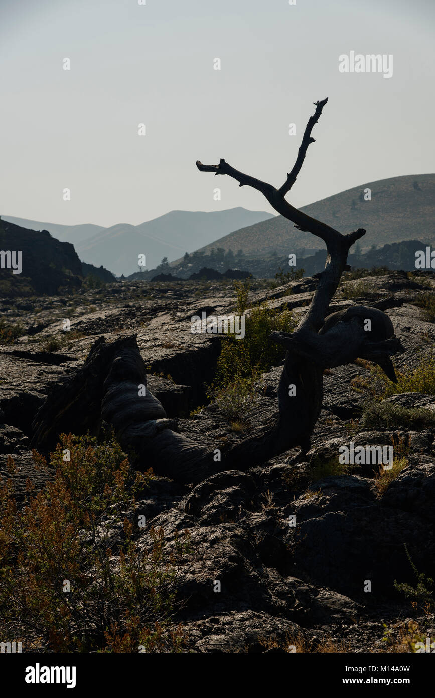 Limb of a tree hi-res stock photography and images - Alamy