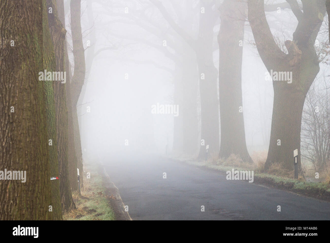 Tree avenue with country road in the fog Stock Photo - Alamy