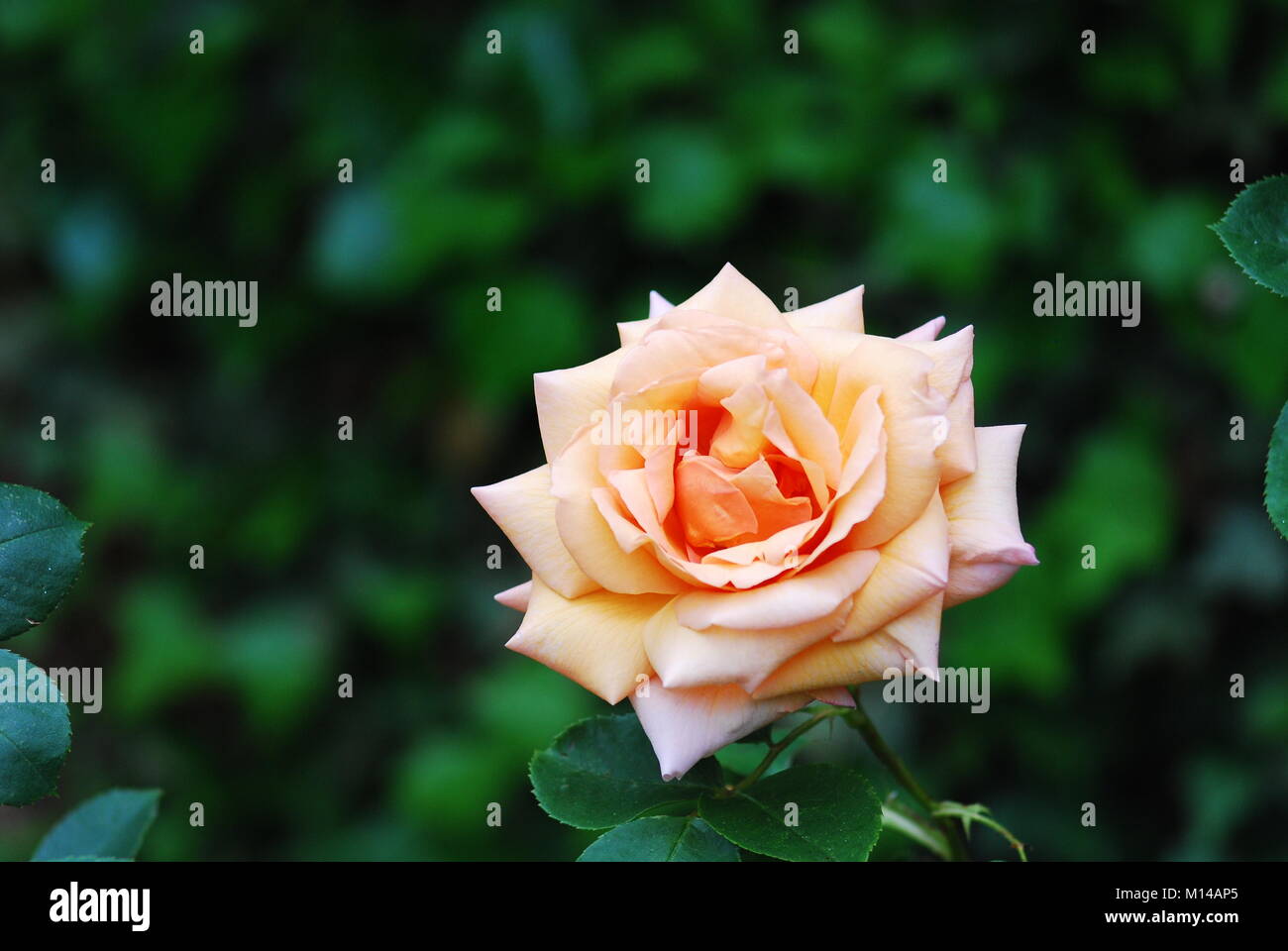 a single rose Stock Photo - Alamy