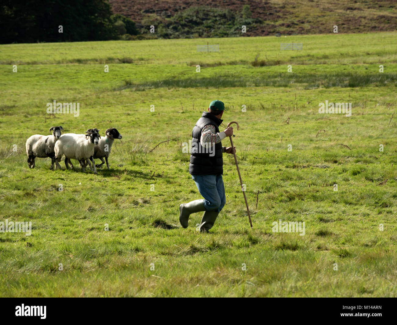 Man running in front of sheep Longshaw sheep dog trials Peak District ...