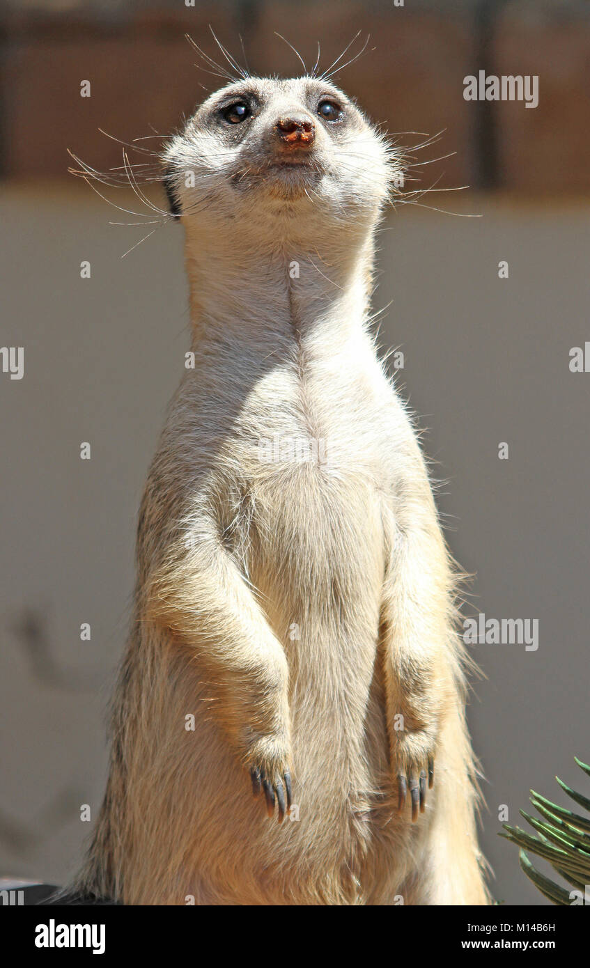 Meerkats suricates suricata suricatta standing hi-res stock photography ...