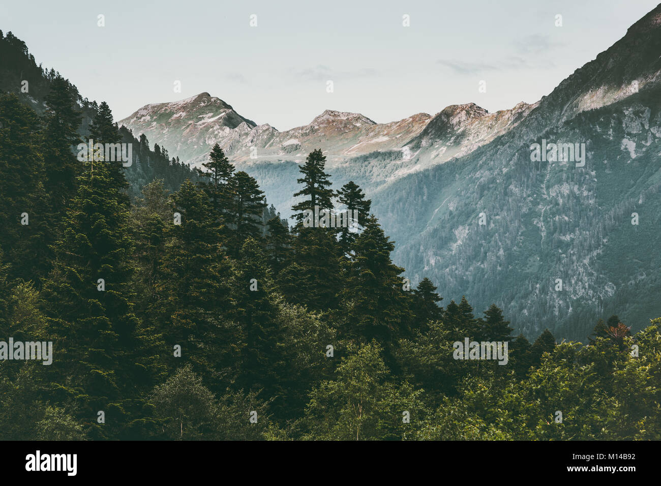 Summer coniferous forest scenery alpine hi-res stock photography and ...