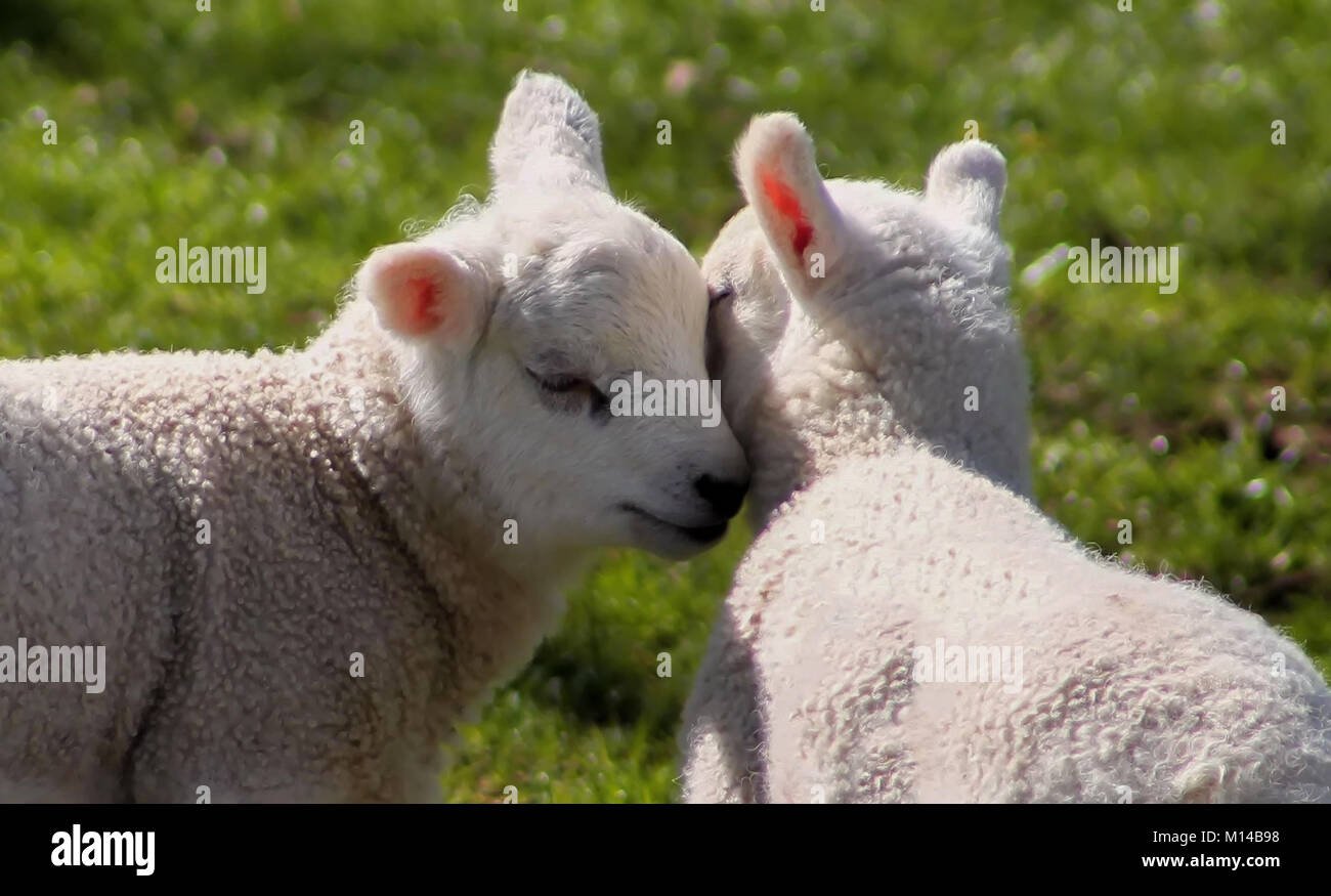 Two lambs hugging hi-res stock photography and images - Alamy