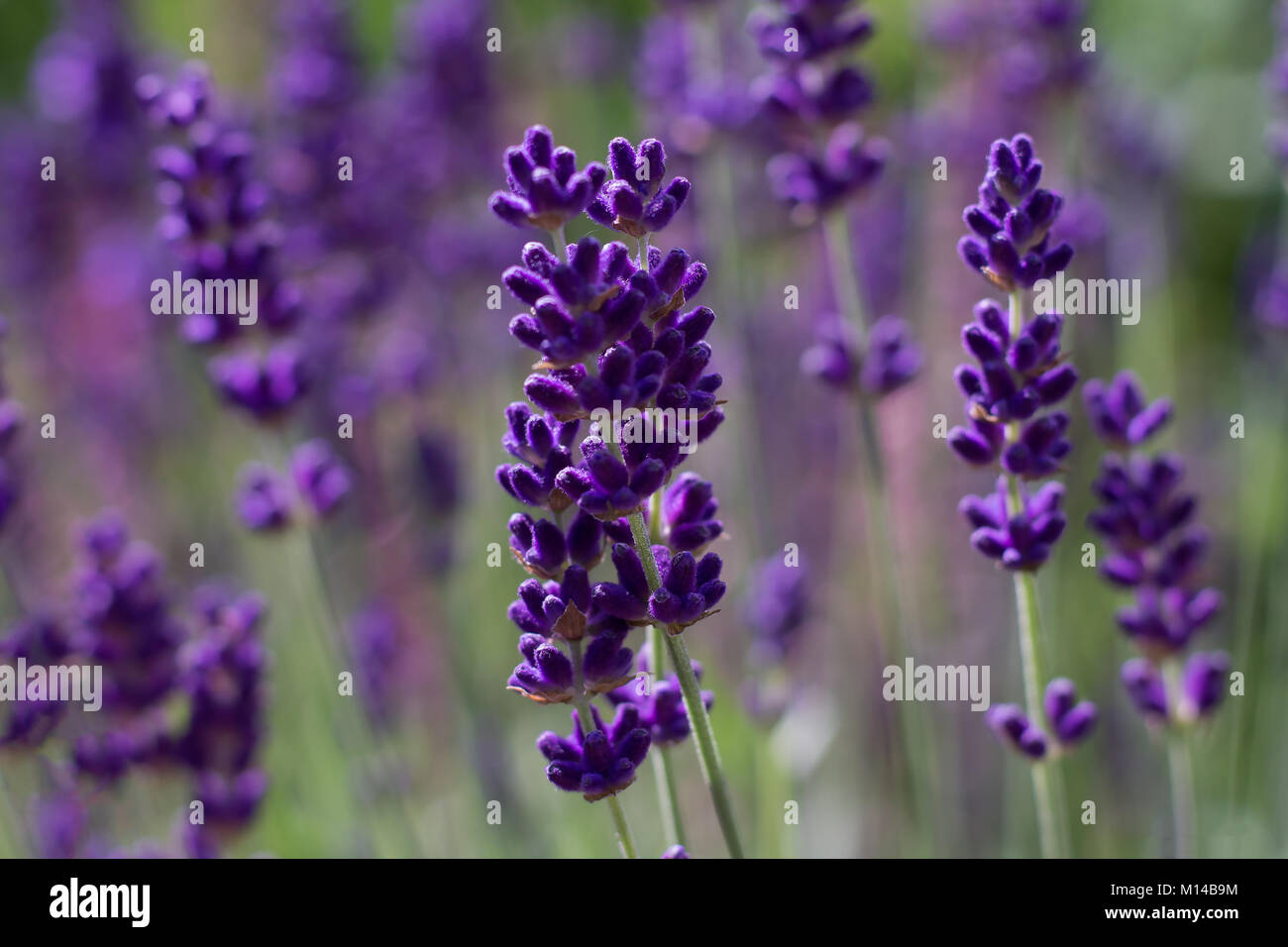 Group of lavender flowers hi-res stock photography and images - Alamy