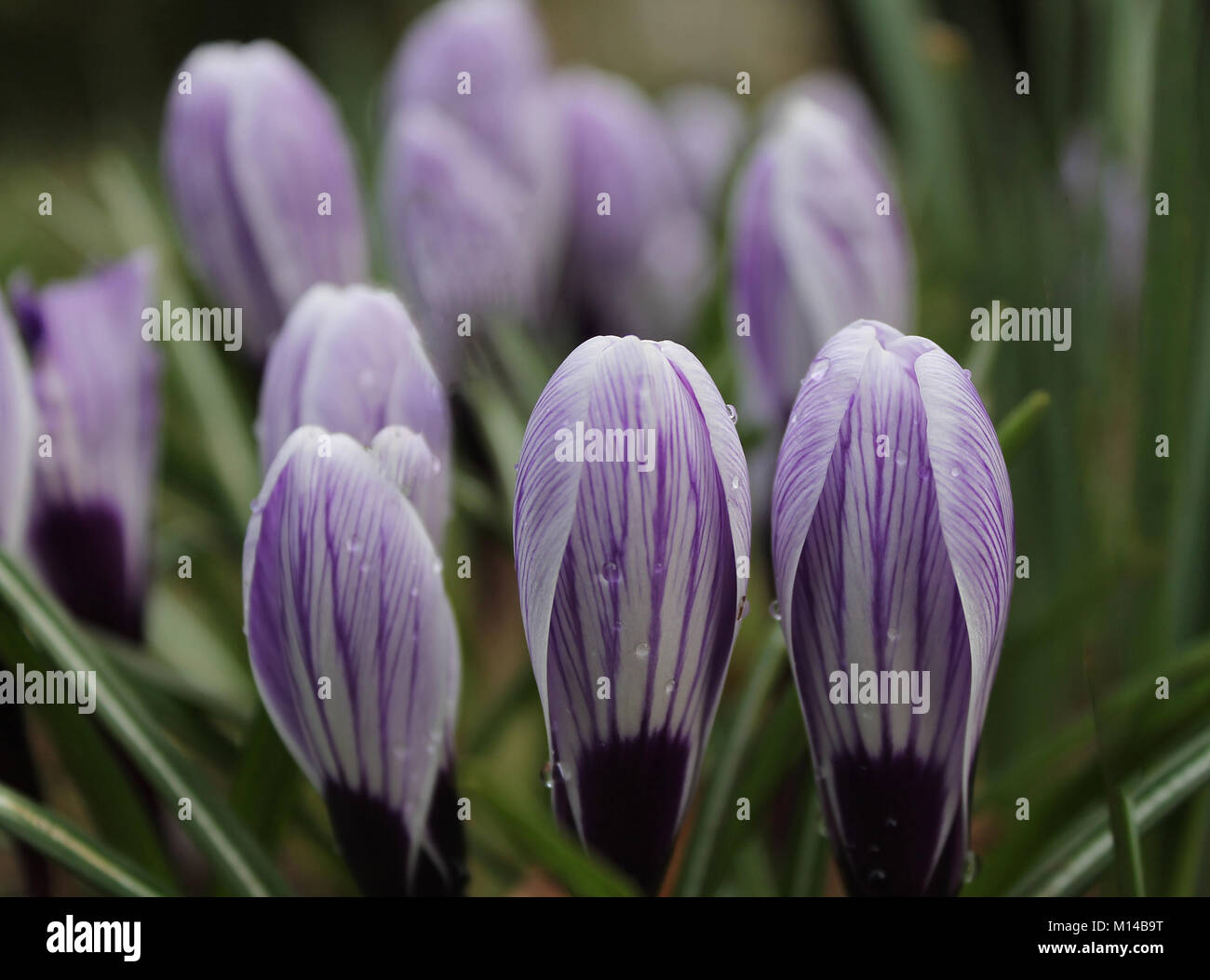 Crocus seeds hi-res stock photography and images - Alamy