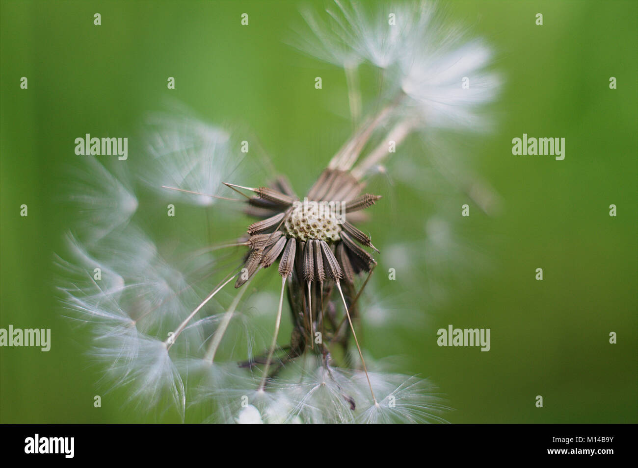 Dandelion plants hi-res stock photography and images - Alamy