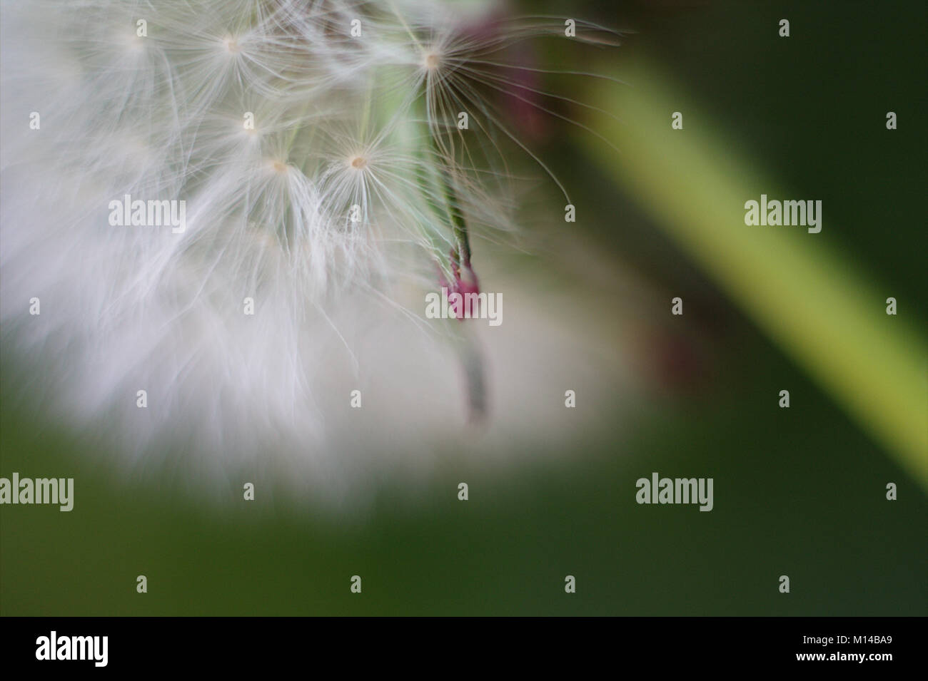 Dandelion clock photography hi-res stock photography and images - Alamy