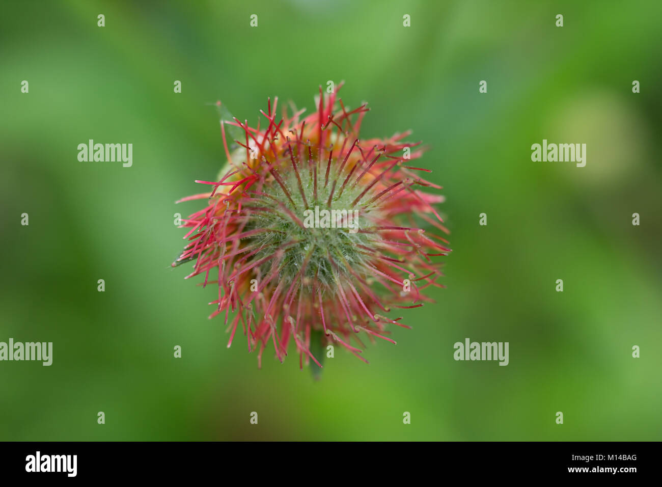 Single red flowr hi-res stock photography and images - Alamy