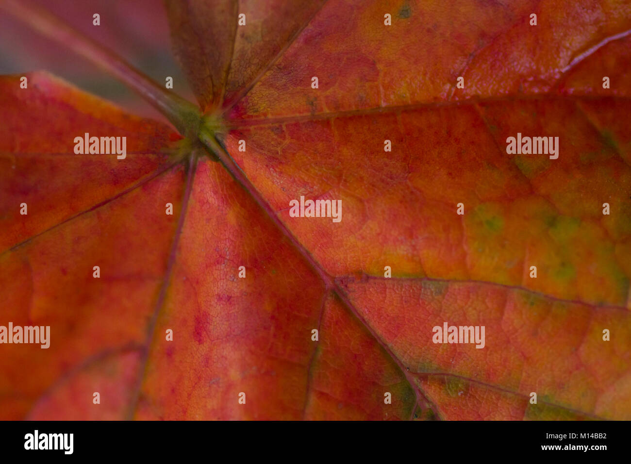 Magnified leaf hi-res stock photography and images - Alamy