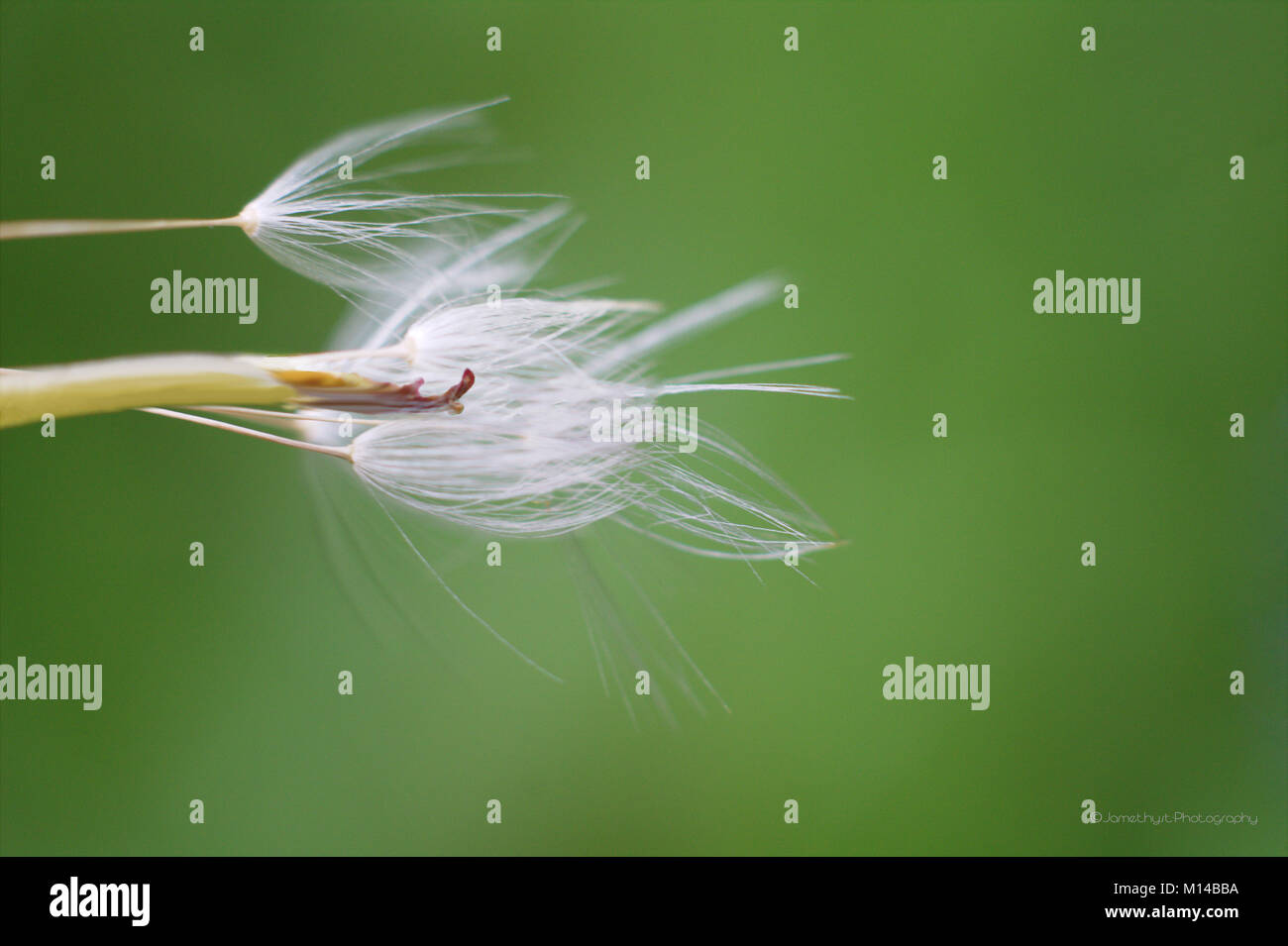 Dandelion plants hi-res stock photography and images - Alamy