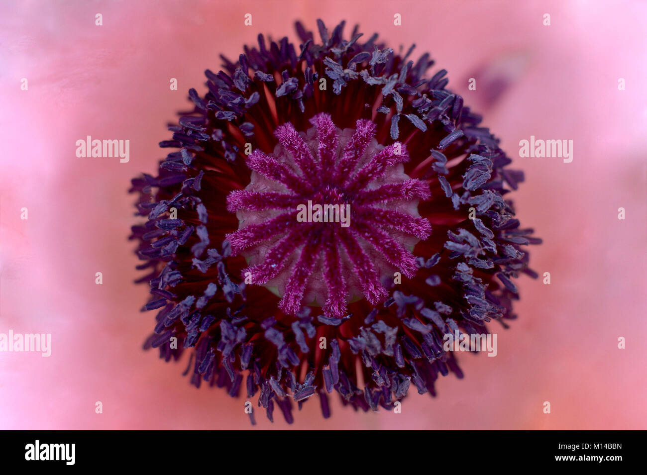 Centre of a poppy hi-res stock photography and images - Alamy
