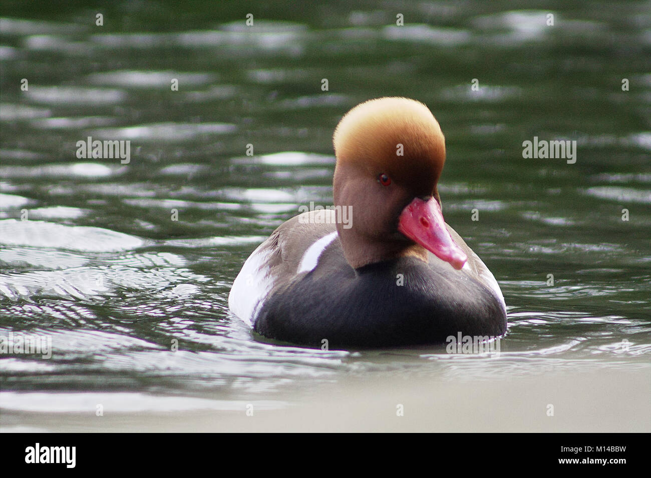 Red beak duck hi-res stock photography and images - Alamy