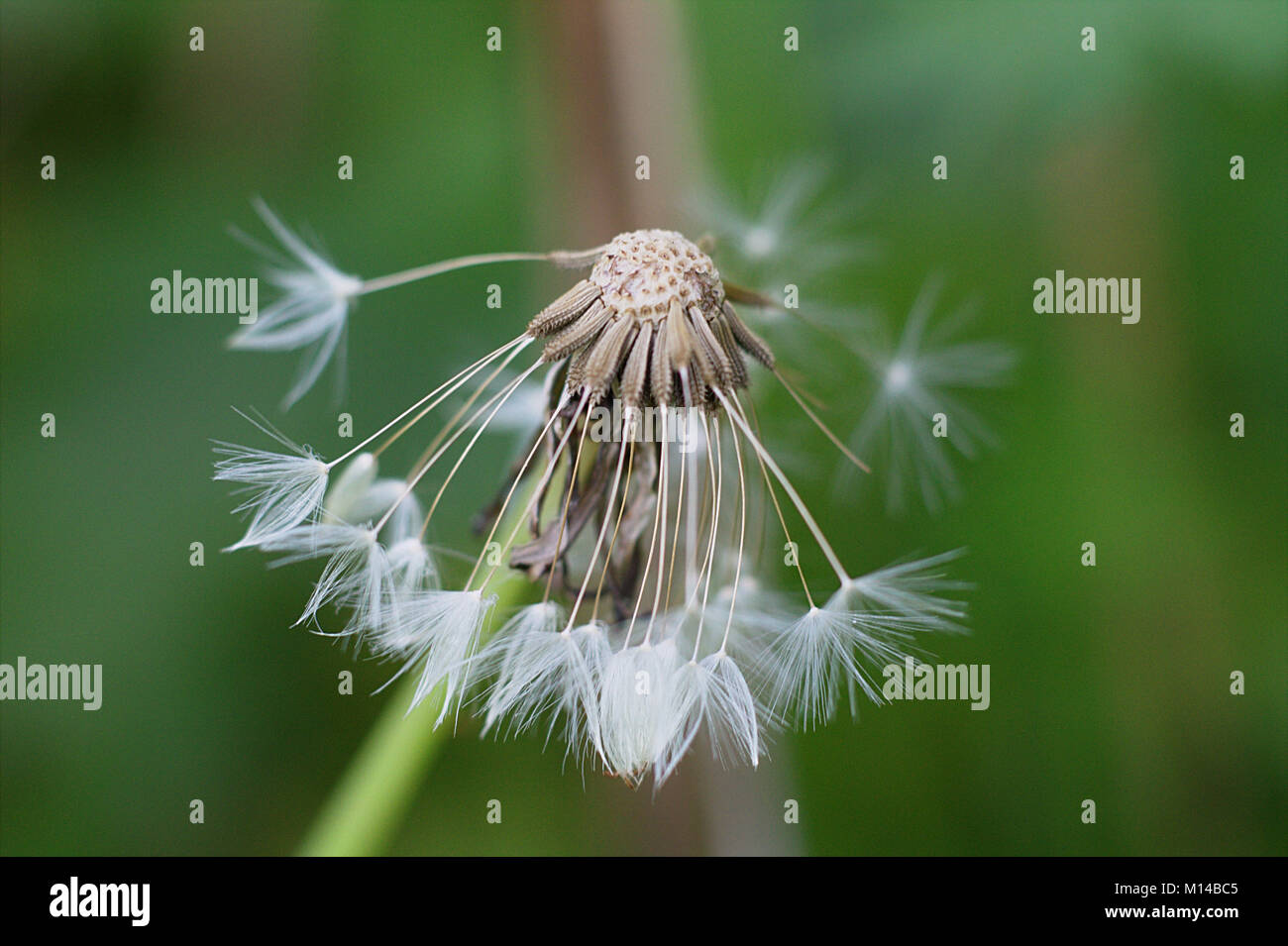 Dandelion plants hi-res stock photography and images - Alamy