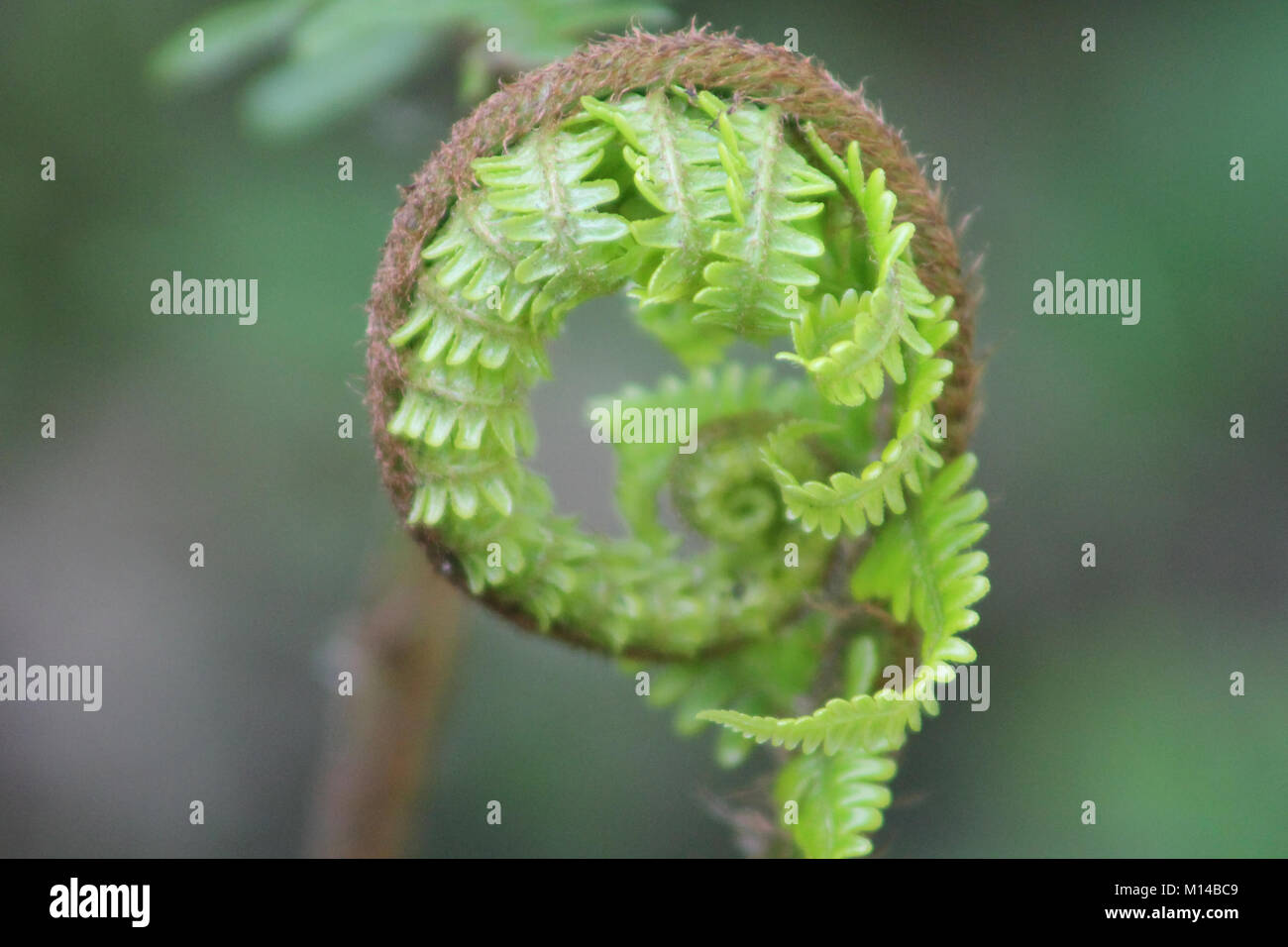 Fern seed hi-res stock photography and images - Alamy