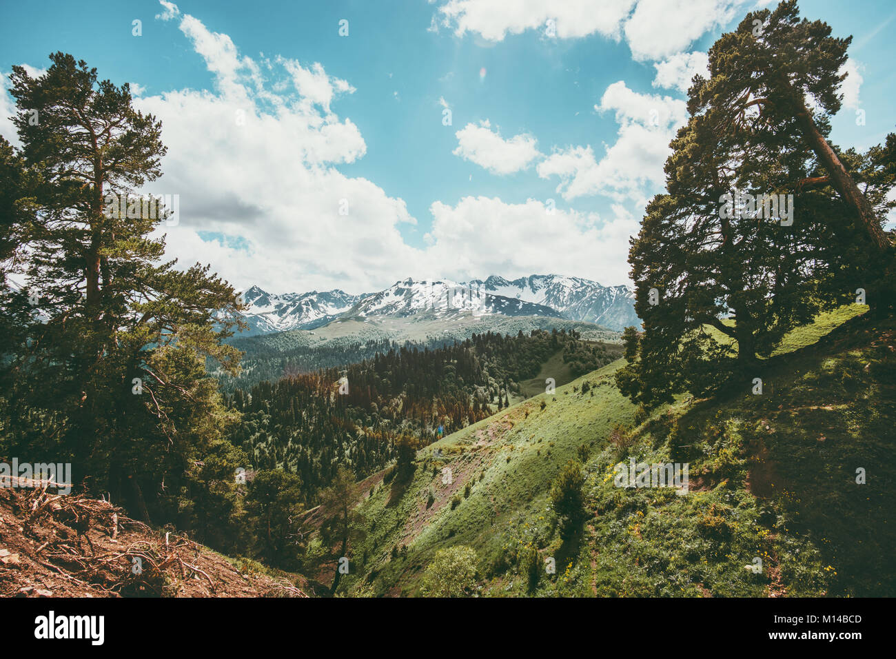 Summer Landscape Forest and Mountains Landscape Travel serene scenery ...
