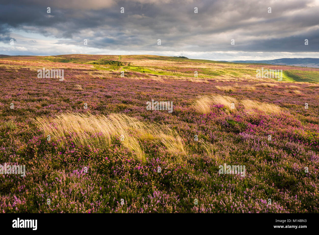 The quantock hills hi-res stock photography and images - Alamy