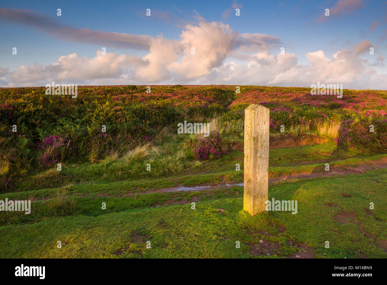Bicknoller hi-res stock photography and images - Alamy