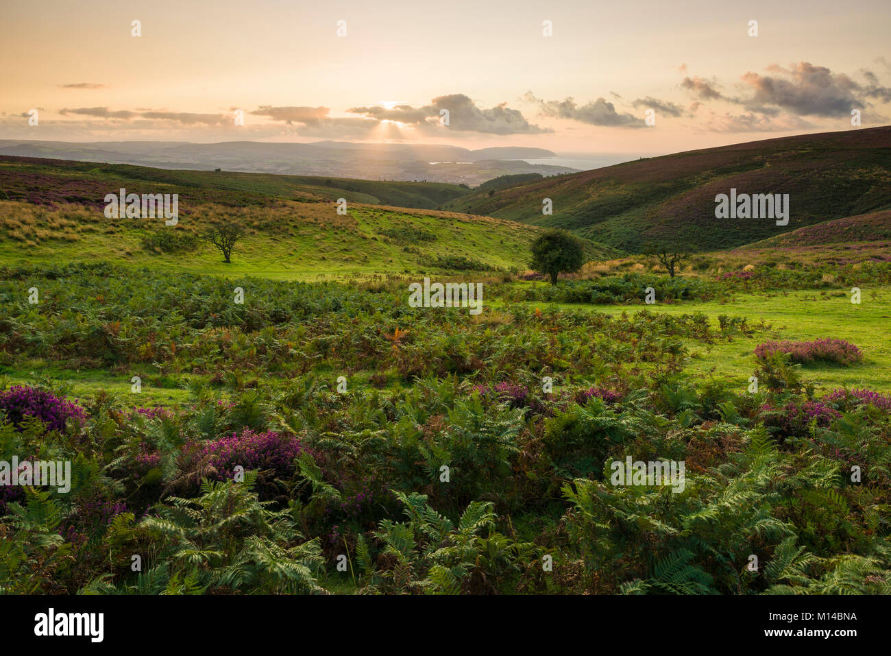 Heathland fern hi-res stock photography and images - Alamy