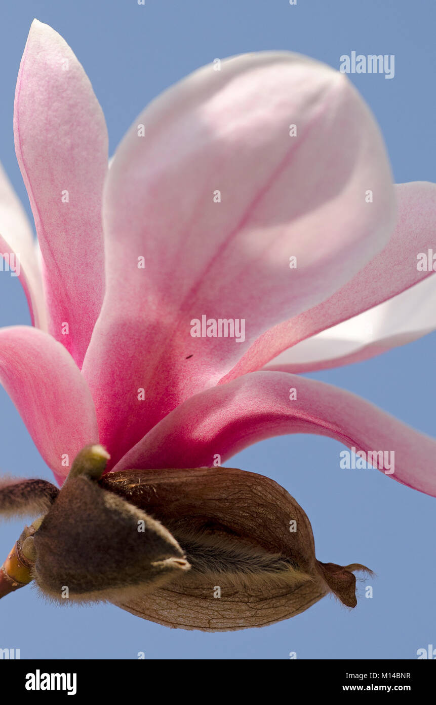 Magnolia diva spring flower hi-res stock photography and images - Alamy
