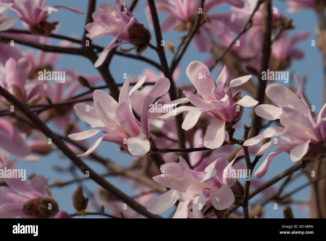 Magnolia loebneri "Leonard Messel" - Magnolie Stock Photo - Alamy