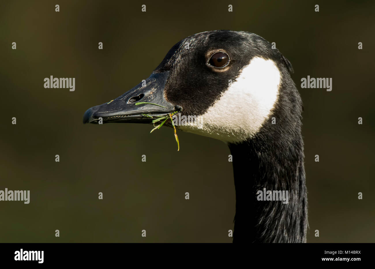 Head shot of goose hi-res stock photography and images - Alamy
