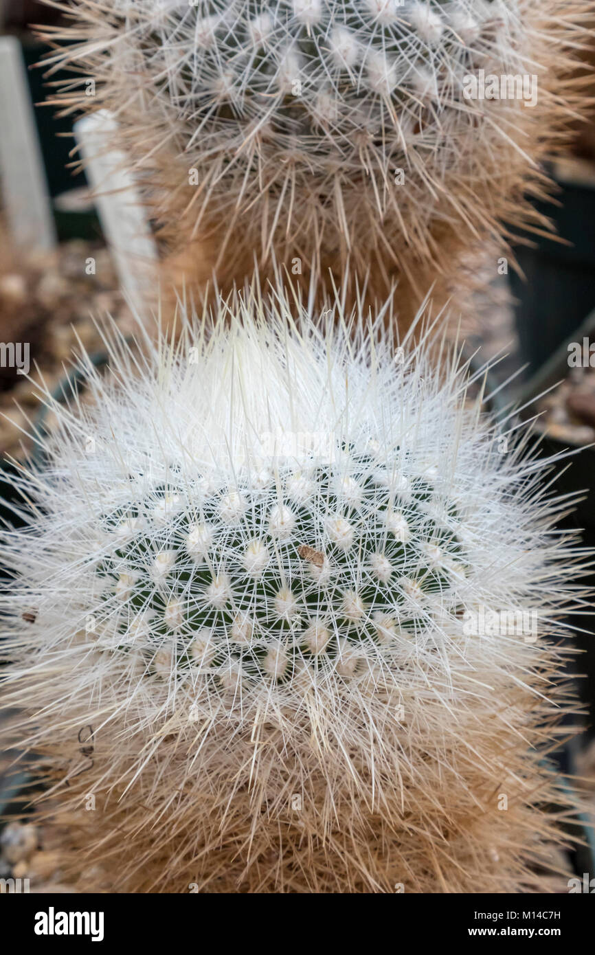 Fort Davis, Texas - The Chihuahuan Desert Research Institute's Cactus ...