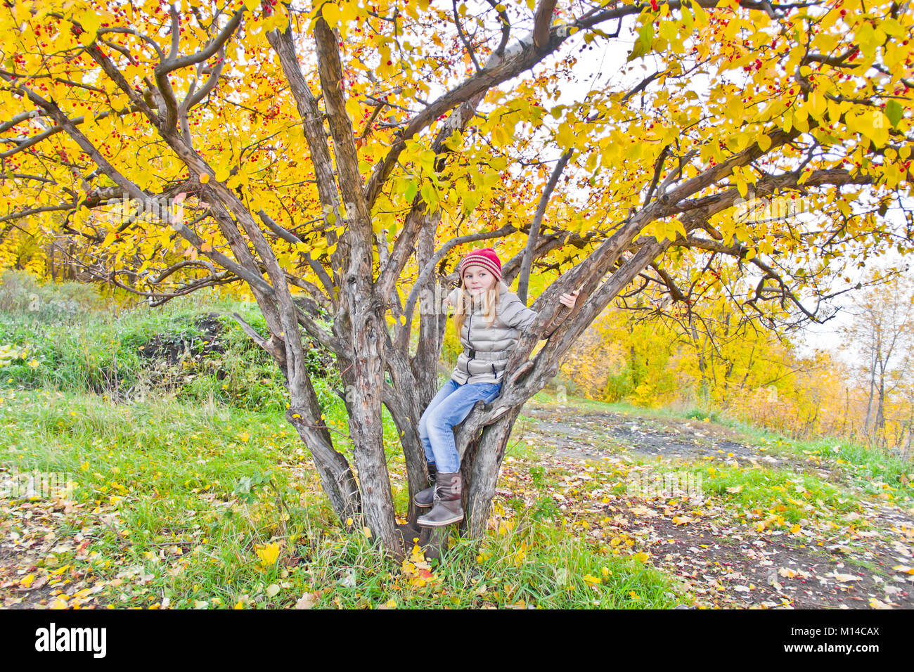 Photo of cute girl in autumn sit on tree Stock Photo - Alamy