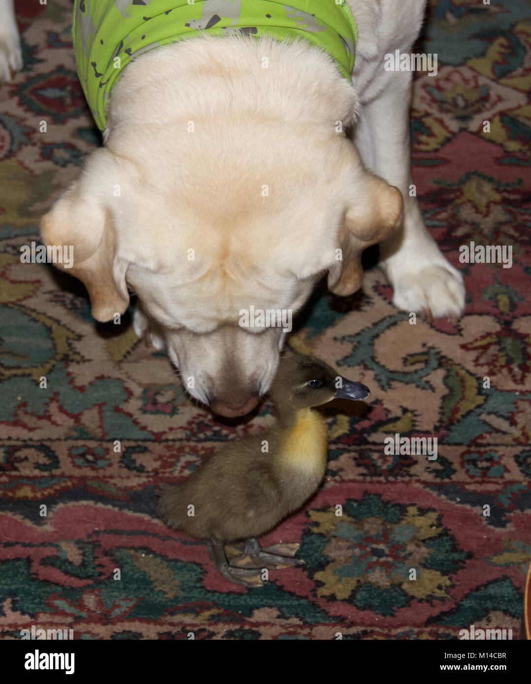 Puppy Duck Love Stock Photo - Alamy
