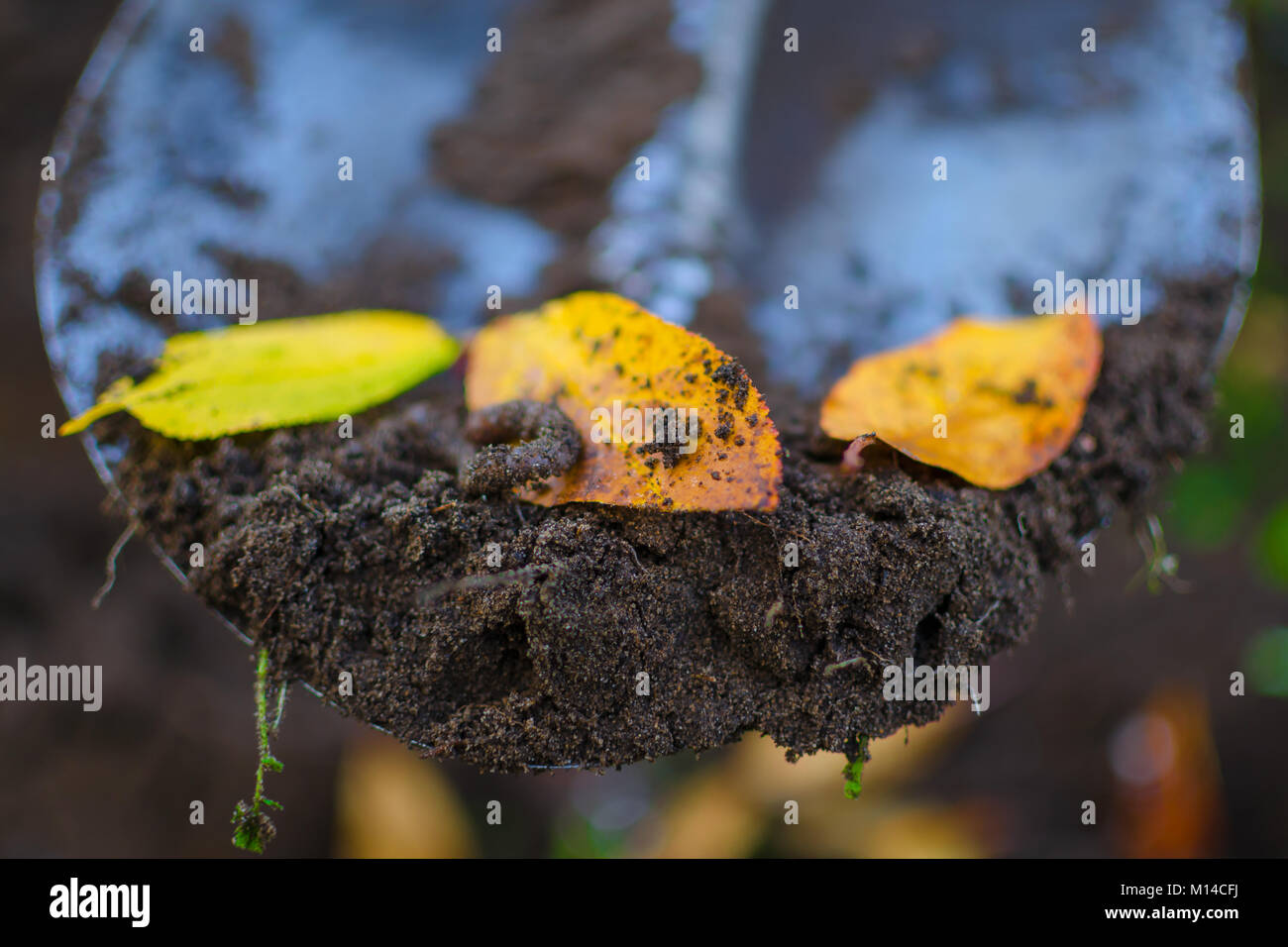 Earthworm leaves hi-res stock photography and images - Alamy