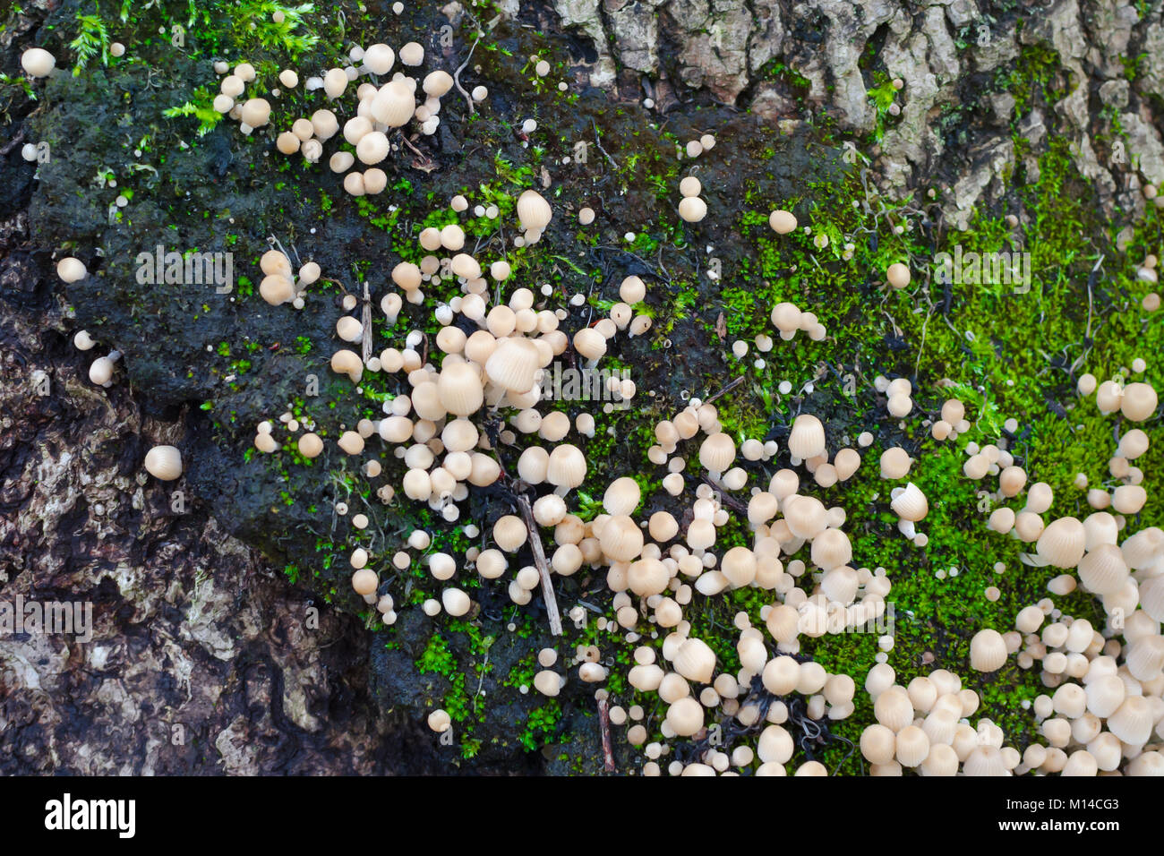A lot of Coprinellus Coprinus disseminatus, aka fairy inkcap and ...