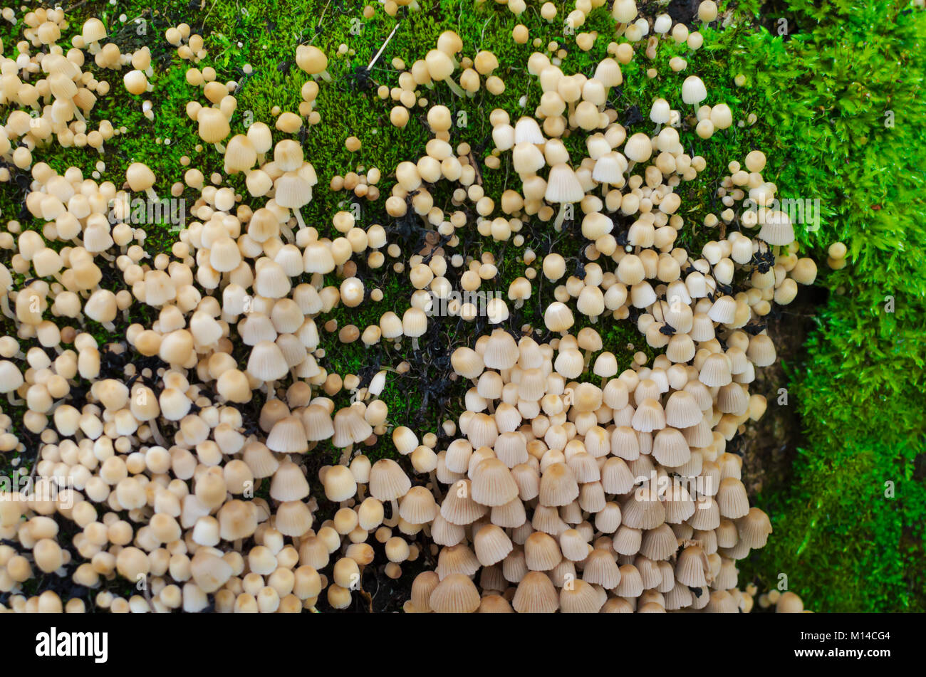 A lot of Coprinellus disseminatus, aka fairy inkcap and trooping ...