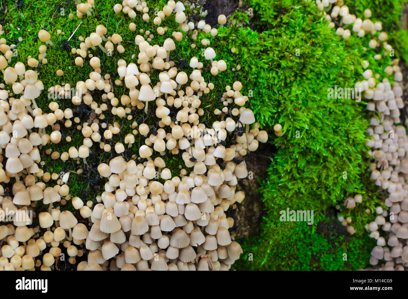 A lot of Coprinellus Coprinus disseminatus, aka fairy inkcap and ...