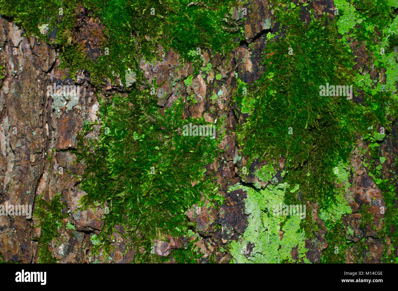 A lot of dark green moss and light green lichen on a brown bark of a ...