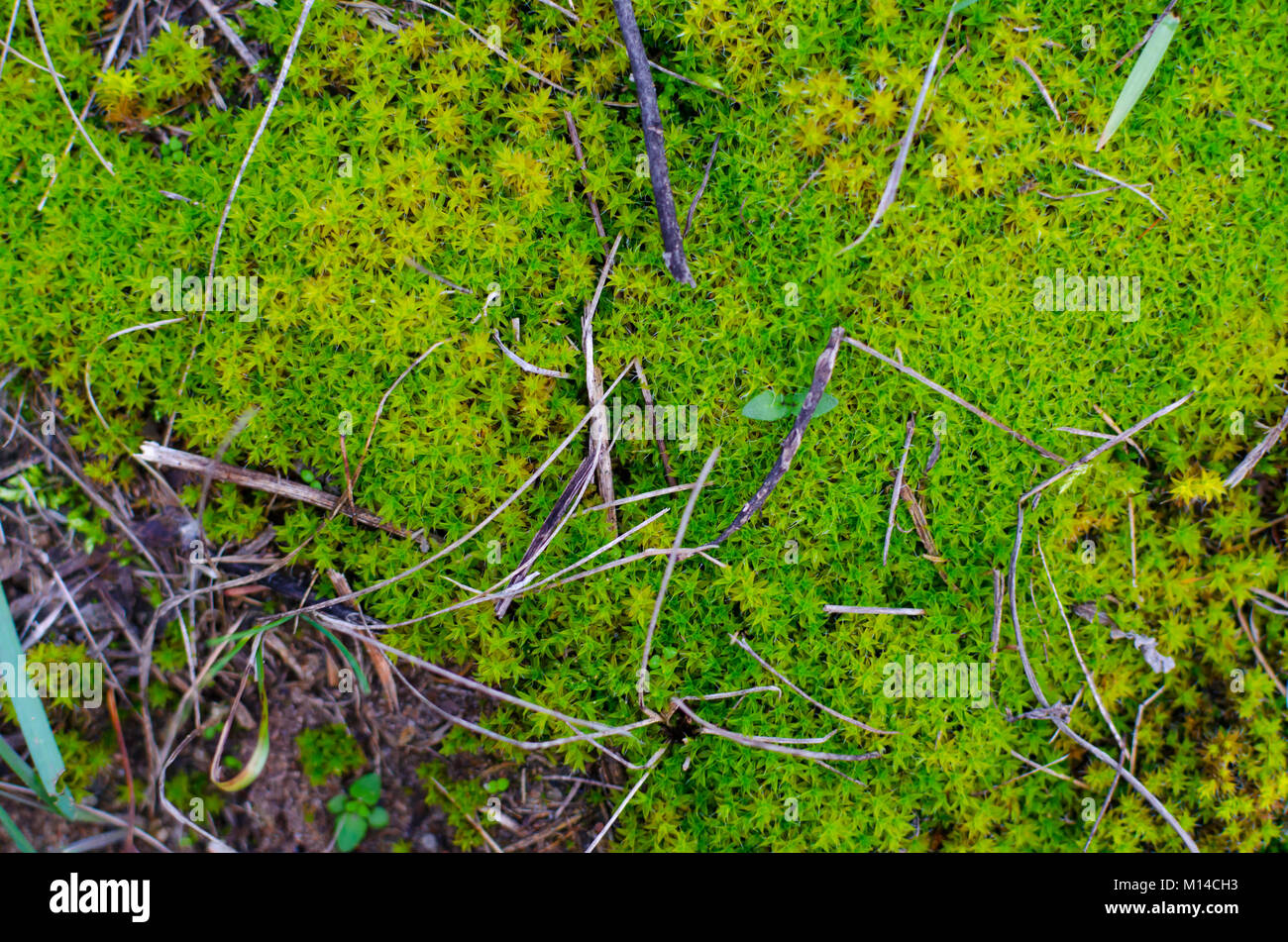 Lime green moss hi-res stock photography and images - Alamy