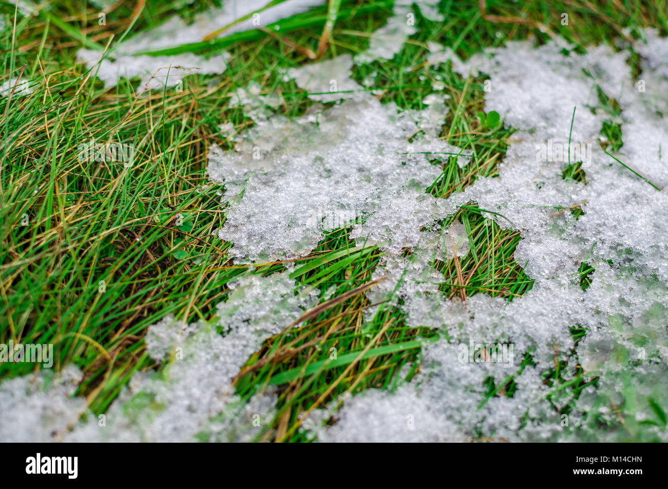 Ice and snow melting on green grass Stock Photo - Alamy
