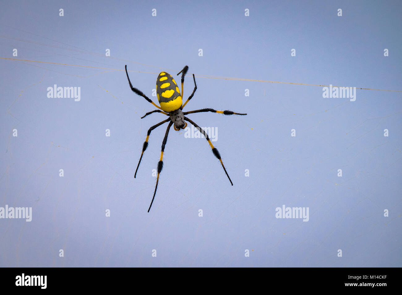 Golden orb silk weaver spider in cobweb Stock Photo - Alamy