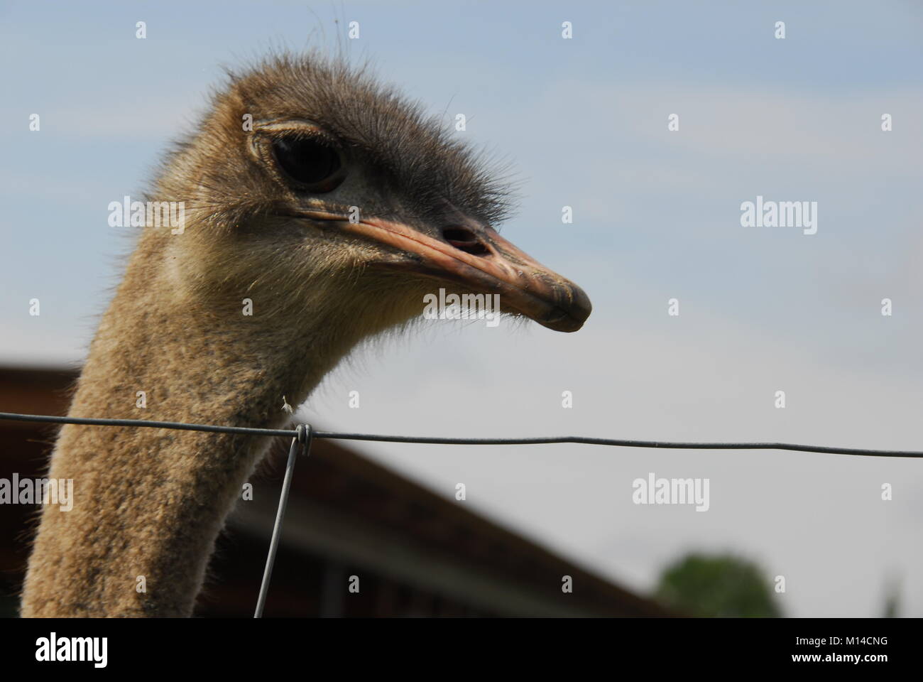 Fence snoopy hi-res stock photography and images - Alamy