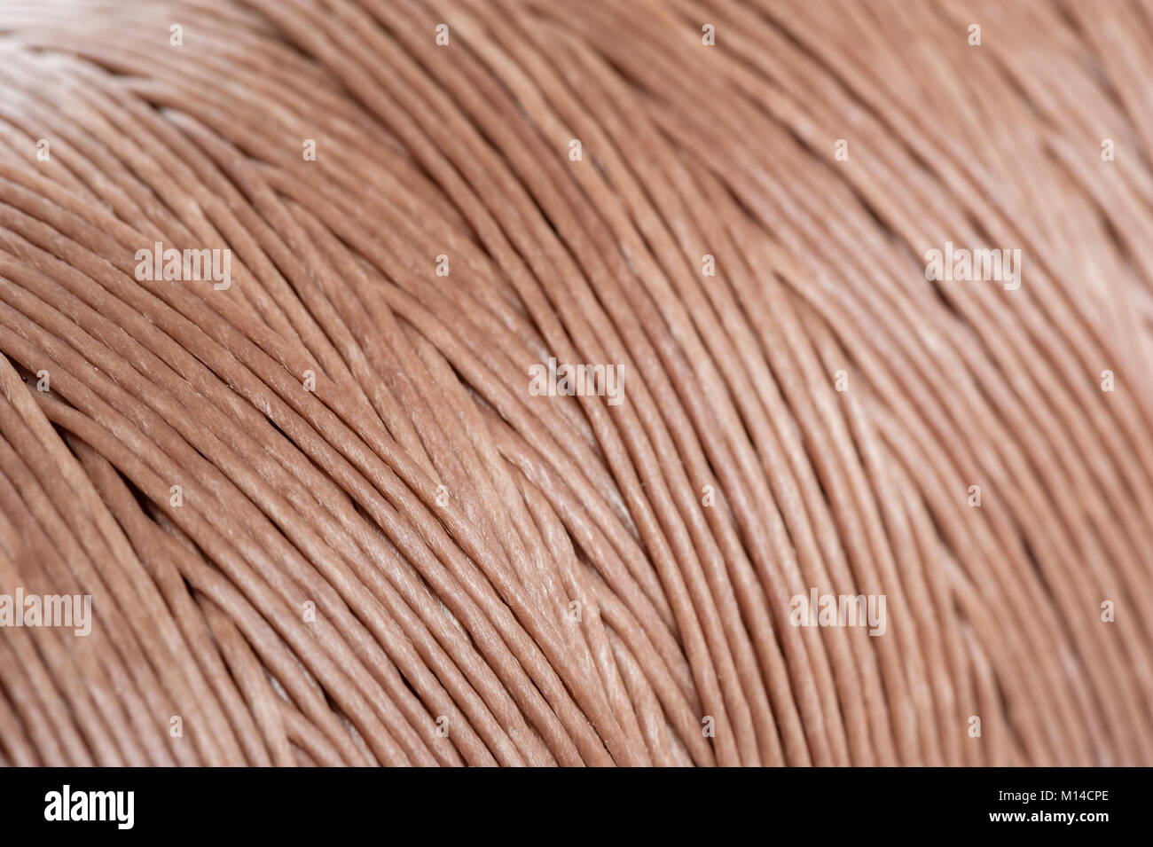 closeup brown waxed thread for hand stitching leather Stock Photo - Alamy