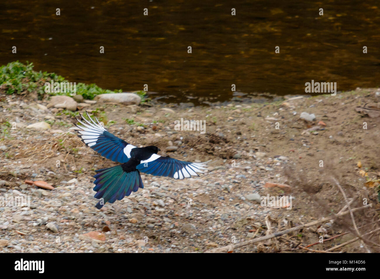 Magpie river hi-res stock photography and images - Alamy