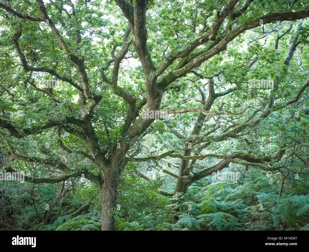 Old deep green oak trees in northern Jersey, Channel Islands Stock ...