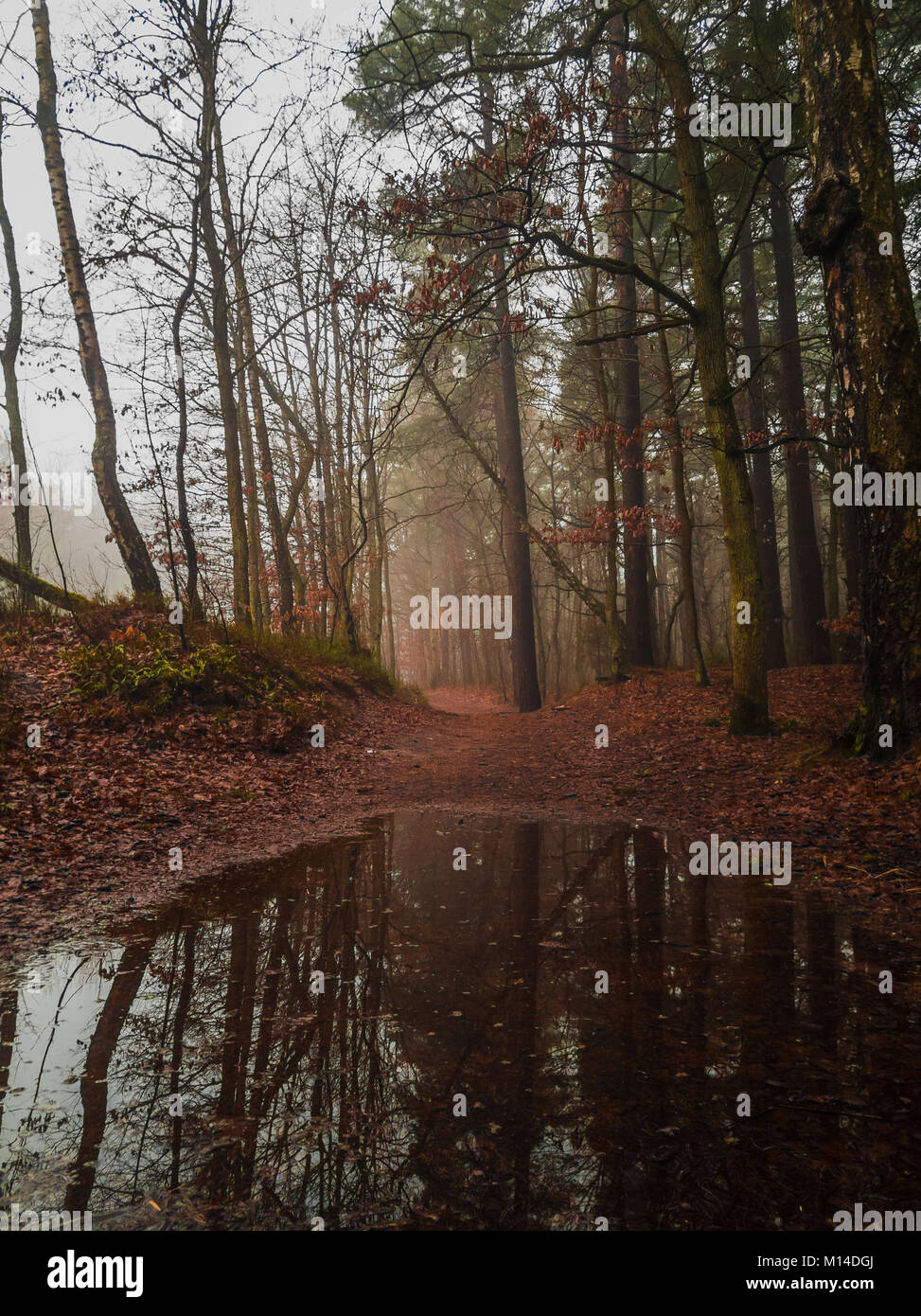 Landscape of the woods at autumn Stock Photo - Alamy