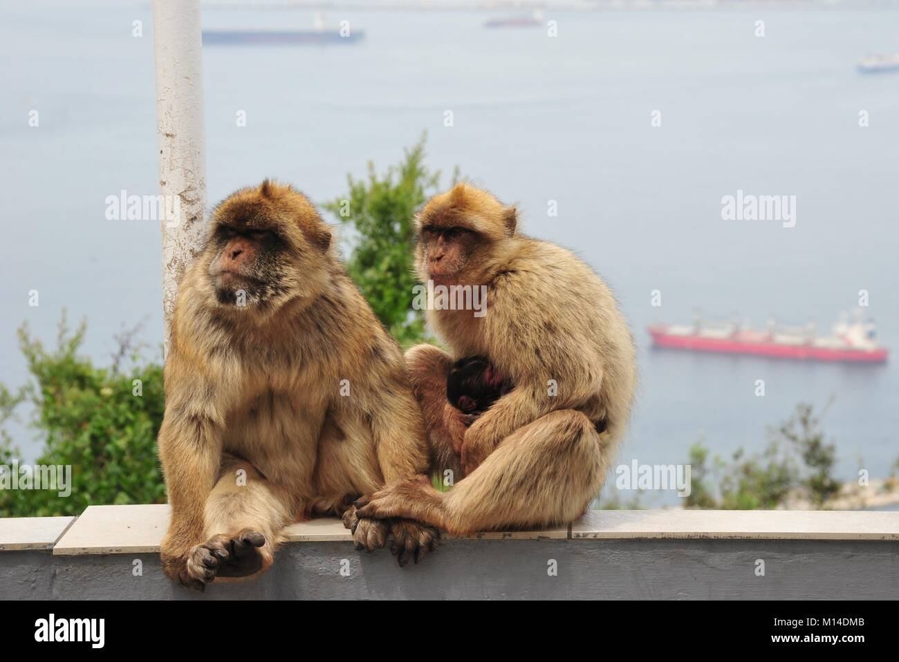 Macaque family ot three enjoys the afternoon and the marvellous view ...