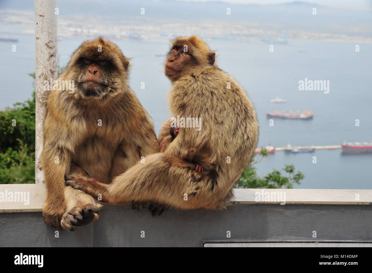 Macaque family ot three enjoys the afternoon and the marvellous view ...